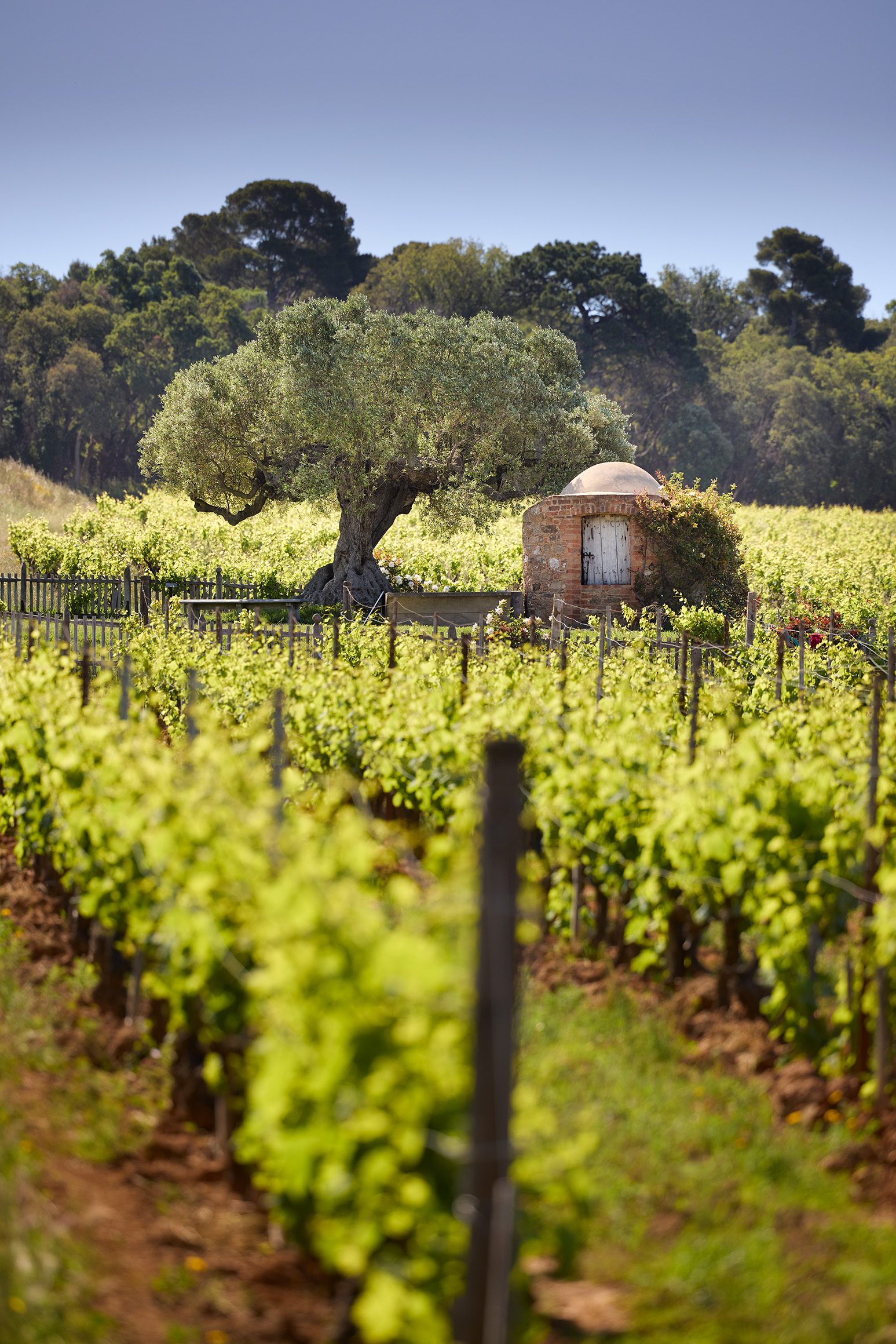 CHÂTEAU MALHERBE - Family-run vineyard since 1940 - Demeter certified ...
